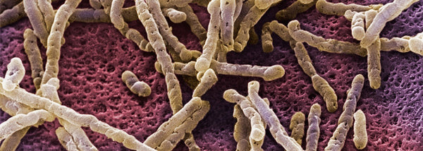 Candida and Structured Silver – Salus Defense